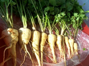 Pastrnjak - sjajan izvor zdravlja iz vrta